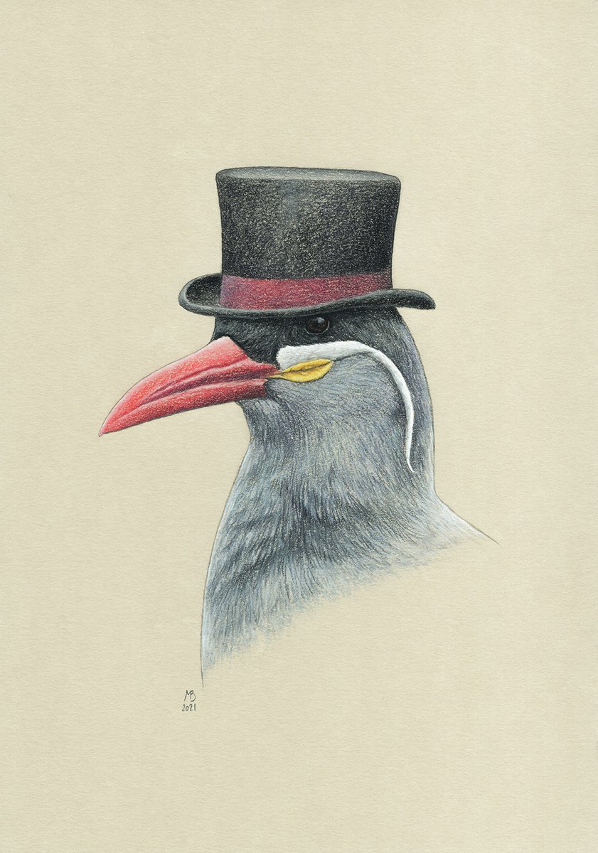 Inca tern Pastel drawing by Mikhail Vedernikov | Artfinder