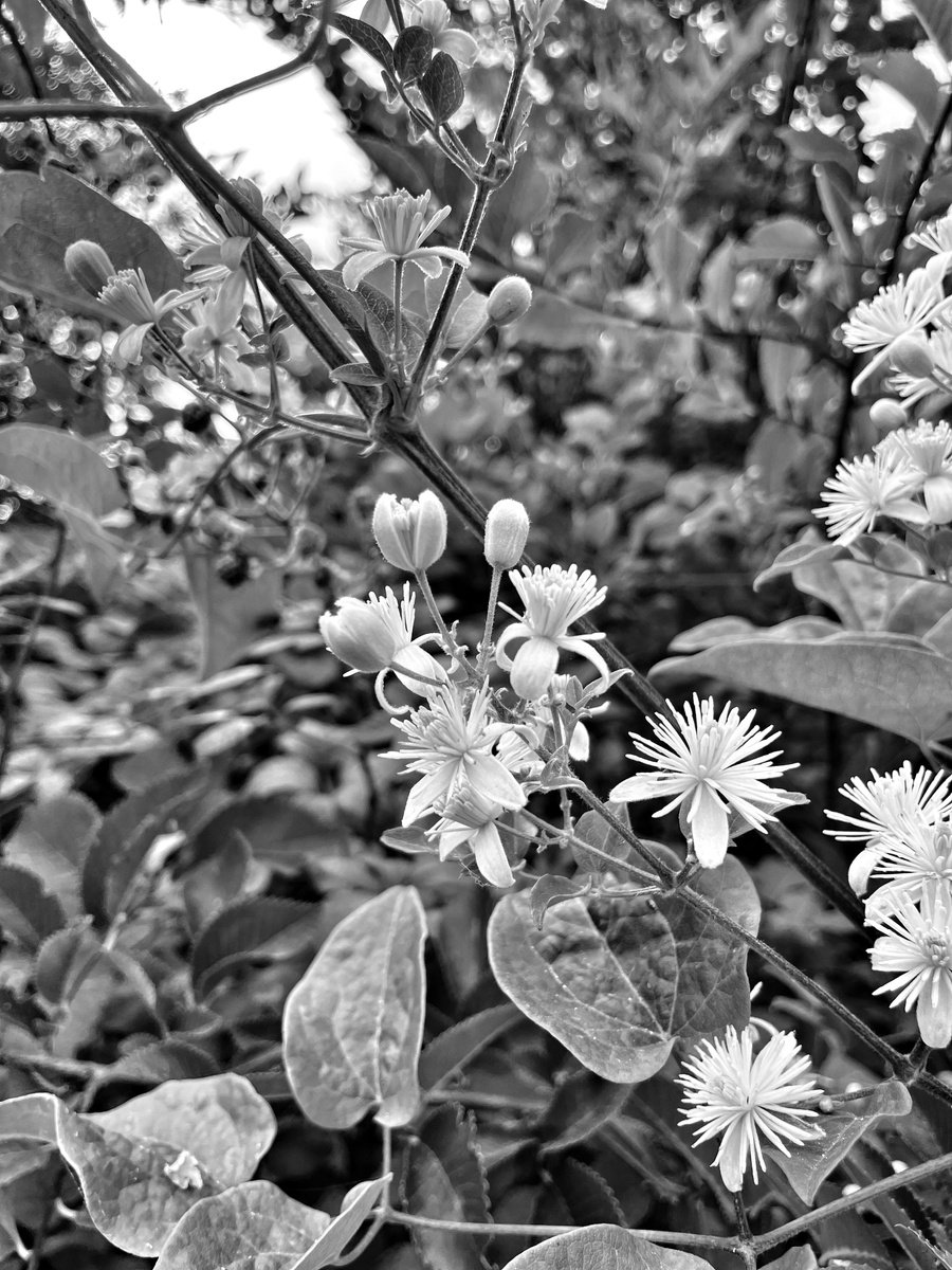 NT#141 nature II Print: Mattia Paoli | Artfinder