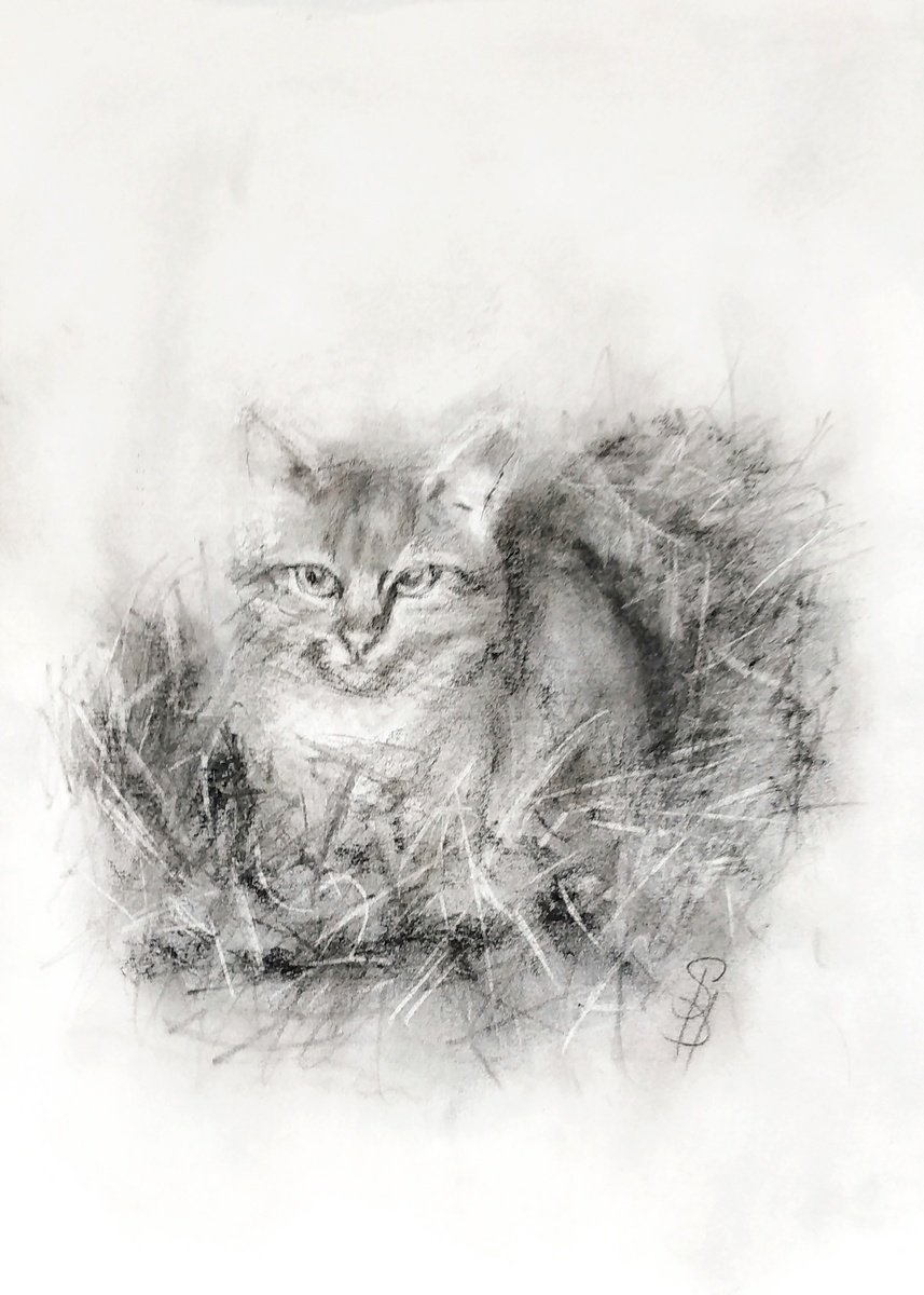 Stray Cat in Straw Charcoal drawing by SBBoursot | Artfinder