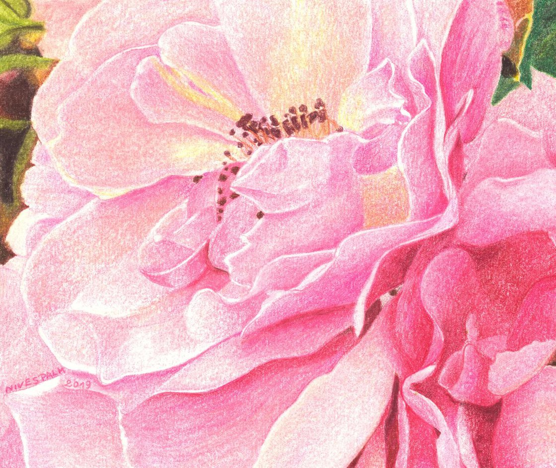 ROSES ROSES Pastel drawing: Nives Palmić | Artfinder