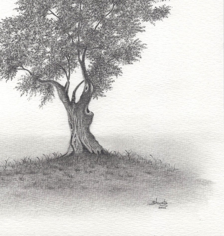 Original Pencil Drawing - Olive Tree by Shweta Mahajan
