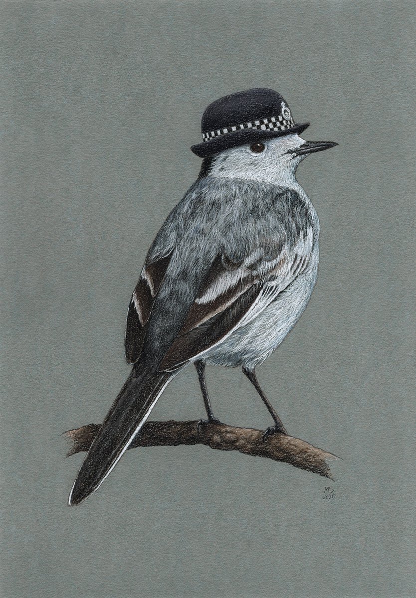 Original pastel drawing bird "White wagtail" Pastel drawing by Mikhail ...