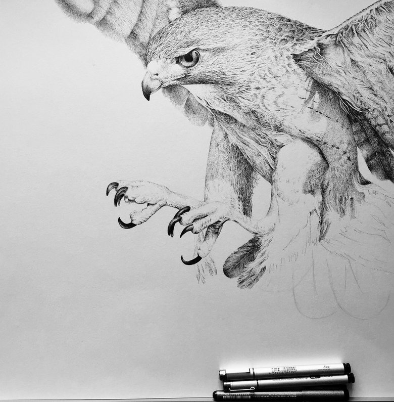 Red-Tail Hawk Hunting Ink drawing: Gary Wilcockson | Artfinder