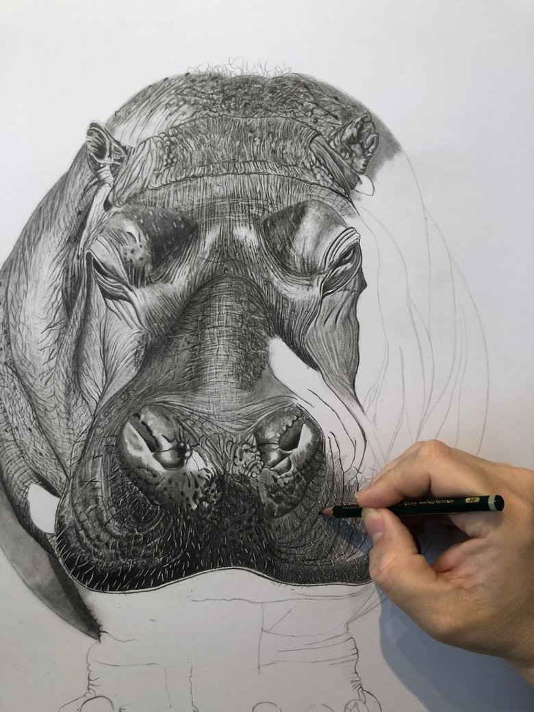Hippo Pencil drawing: Paul Stowe | Artfinder