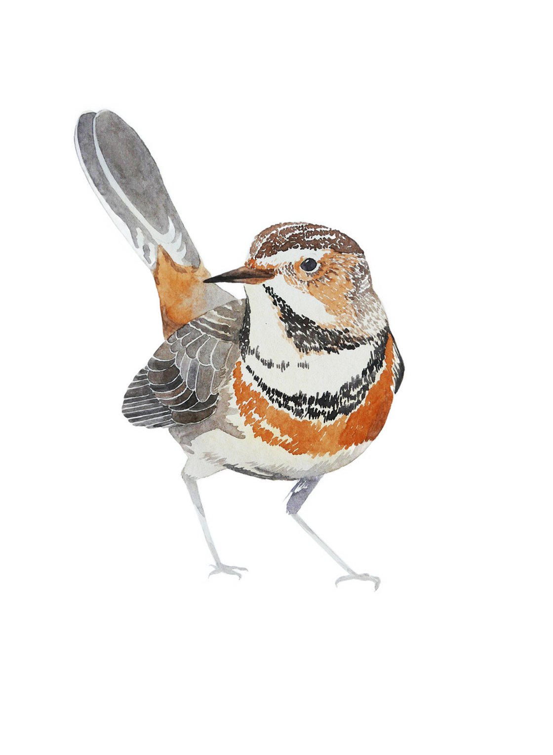 Dappled bird Watercolour: Karina Danylchuk | Artfinder