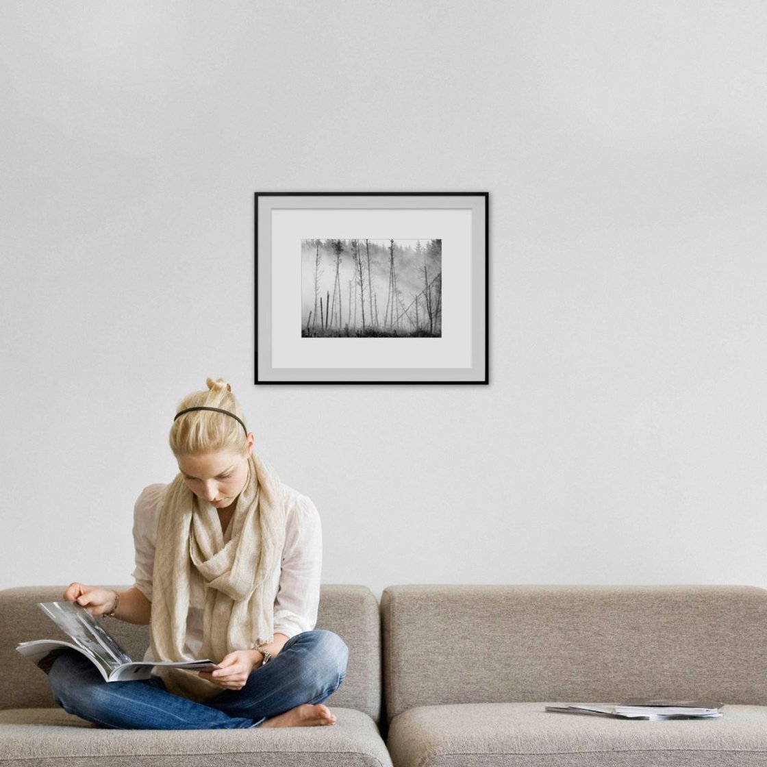 TreeScape in Morning Mist Photograph by Stephen Hodgetts Photography ...